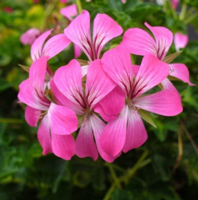 Pelargonium peltatum – Pépinière Jasmin