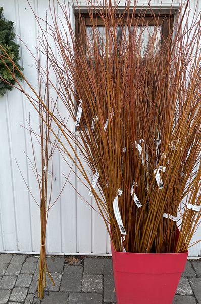 Amber willow branches – Pépinière Jasmin
