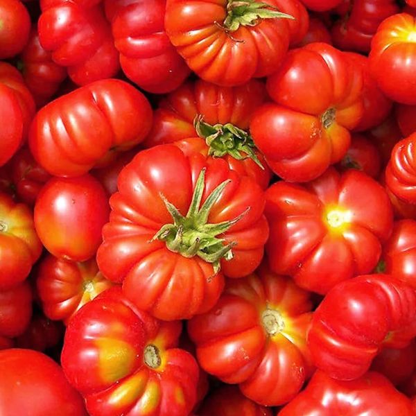 Tomate Pantano Romanesco – Pépinière Jasmin