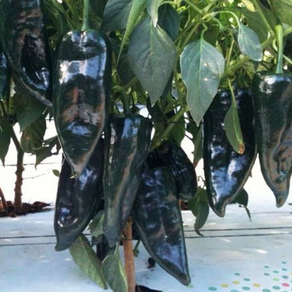 Piment Poblano – Pépinière Jasmin