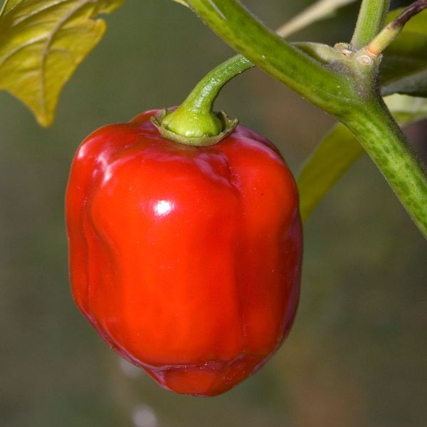Hot Pepper — Red Savina – Pépinière Jasmin