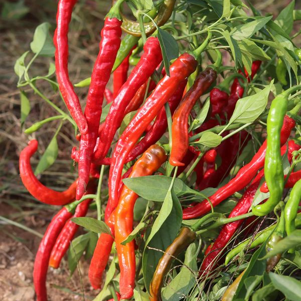 Sweet Pepper — Corbaci – Pépinière Jasmin